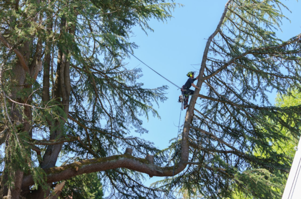 Tree Service Portland Oregon by Urban Timber | Tree Service Near Me For ...